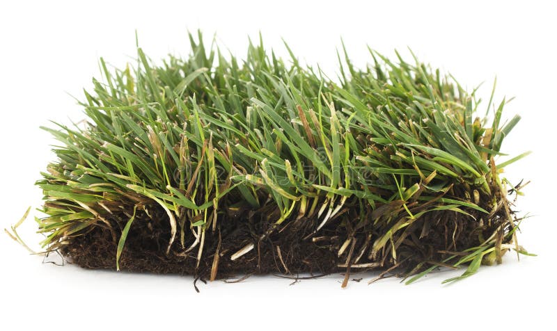 172 Square Patch Grass Stock Photos - Free & Royalty-Free Stock Photos ...