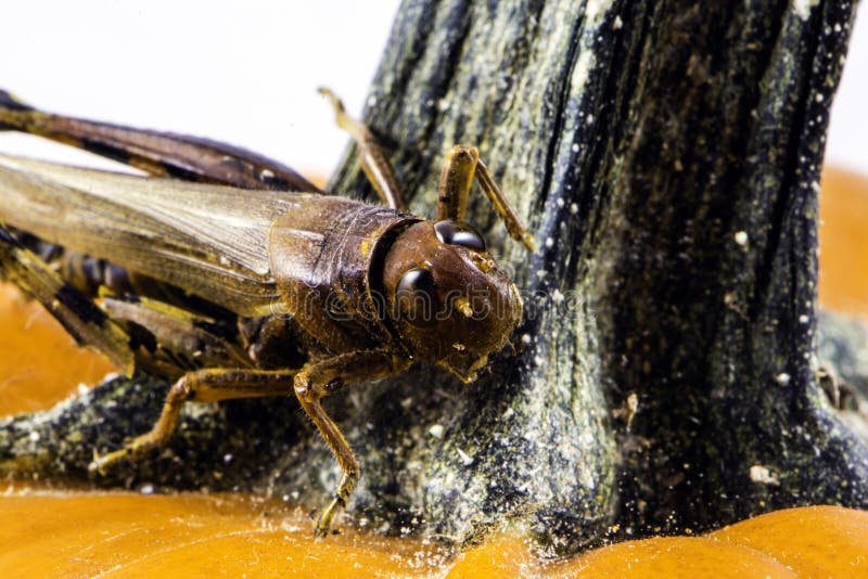 Grasshopper in fall garden stock image. Image of green - 77590055