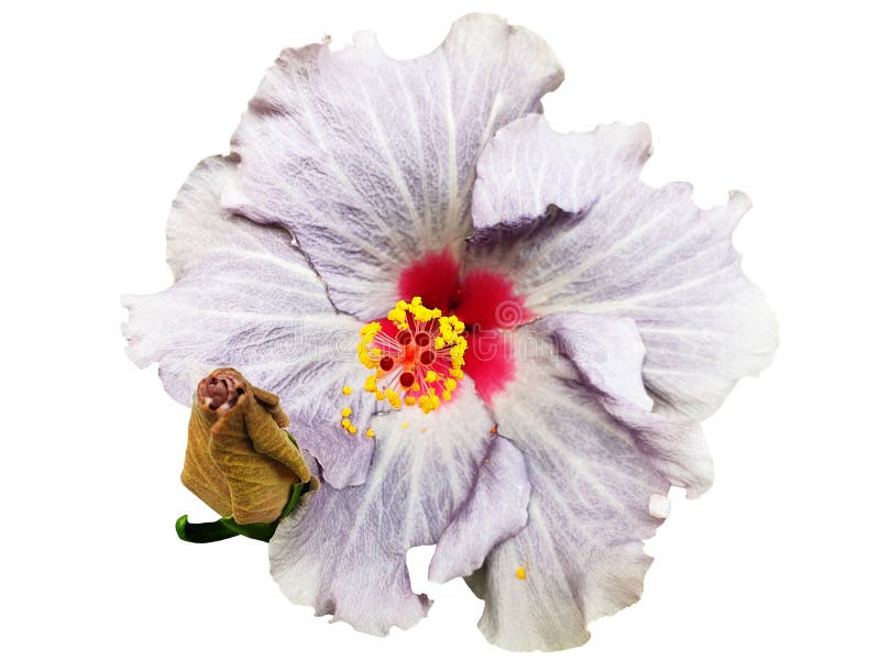 Isolated Gray Hibiscus Flower Stock Image - Image of backdrop, vibrant ...
