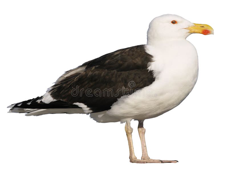 Seagull side view isolated stock photo. Image of plumage - 31987526
