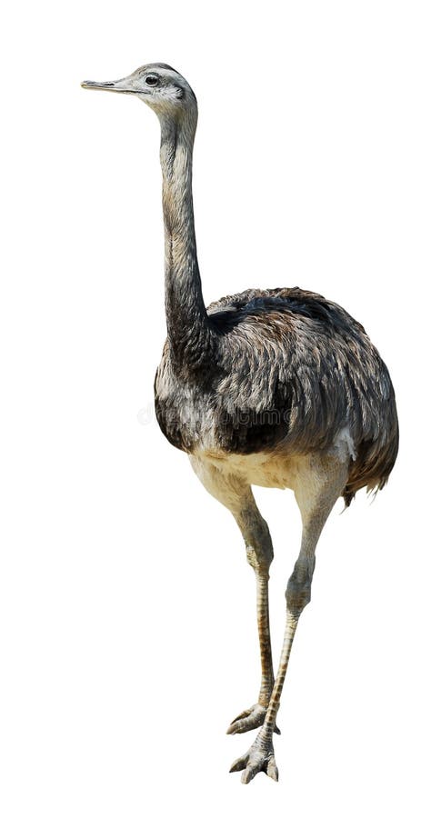Greater Rhea, Rhea Americana Stock Image - Image of flightless, america ...