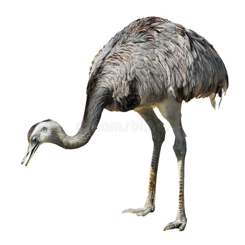 Greater Rhea, Rhea Americana Stock Image - Image of flightless, america ...