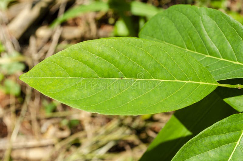 Sweetsop Leaf stock photo. Image of bright, organic - 274530066