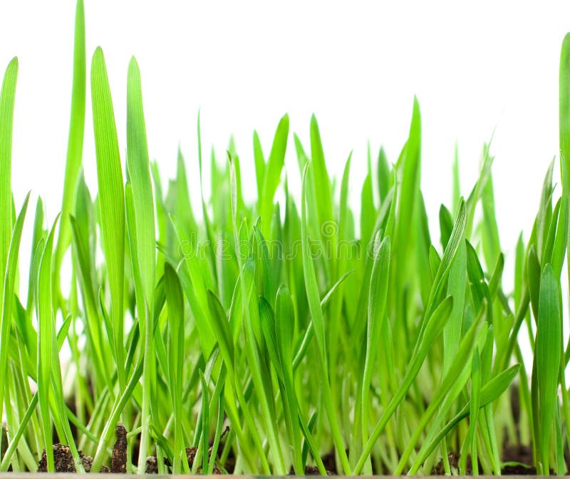 Isolated green grass stock image. Image of isolated, grass - 12632979