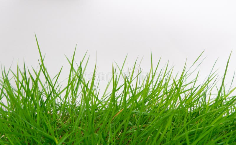 Isolated Green Grass on a White Background Stock Photo - Image of lawn ...