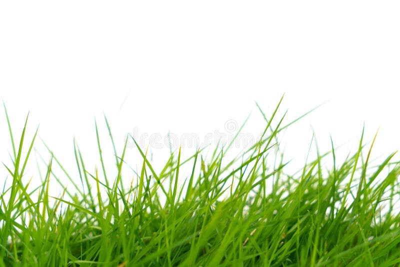 Isolated Green Grass on a White Background Stock Image - Image of ...