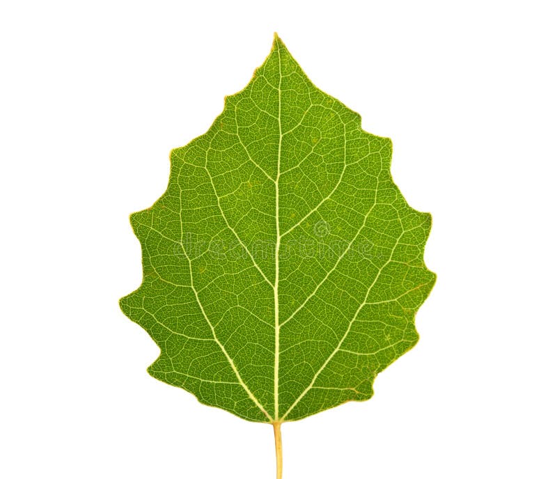 Grape leaf detail stock image. Image of greem, leaf, detail - 1457175