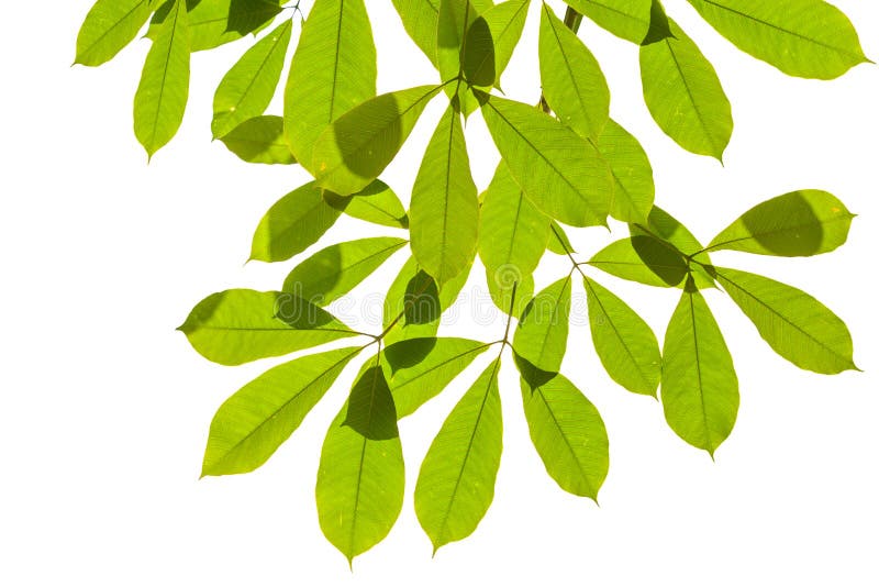 Isolated Green Leaf with Clipping Path Stock Photo - Image of closeup ...