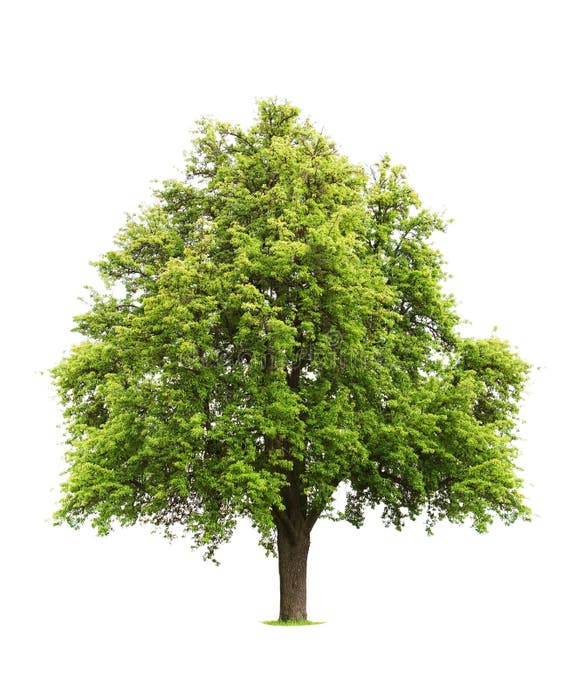 Isolated green lush tree stock photo. Image of summer - 5822810