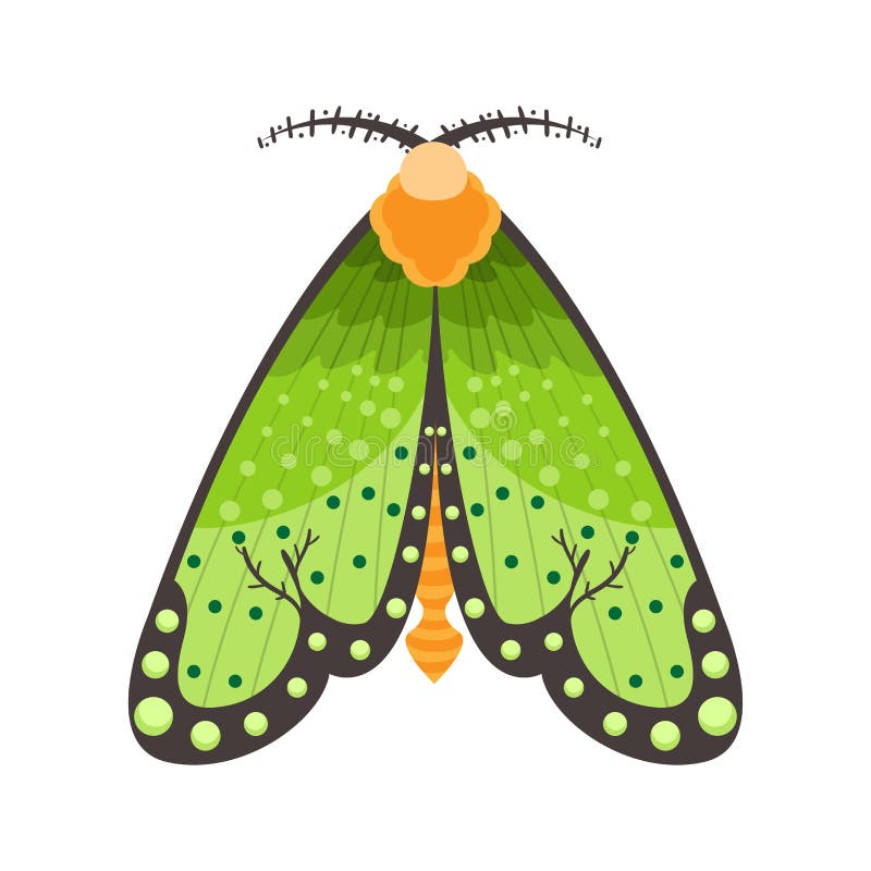 Isolated Green Moth Vector Illustration Stock Vector - Illustration of ...