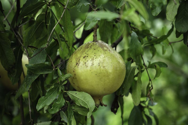 285 Anar Stock Photos - Free & Royalty-Free Stock Photos from Dreamstime