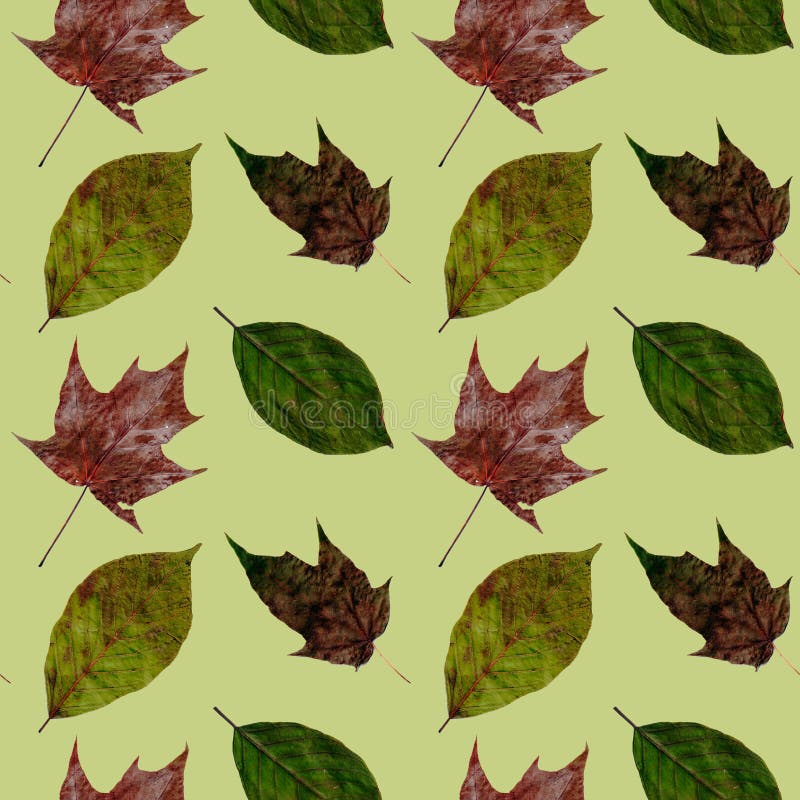 Isolated Green and Red Leaves of Different Trees Seamless Collage ...