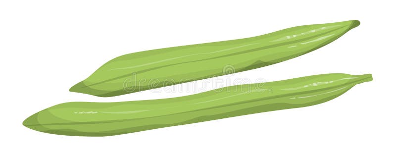 Runner beans stock vector. Illustration of legumes, outdoors - 17812677