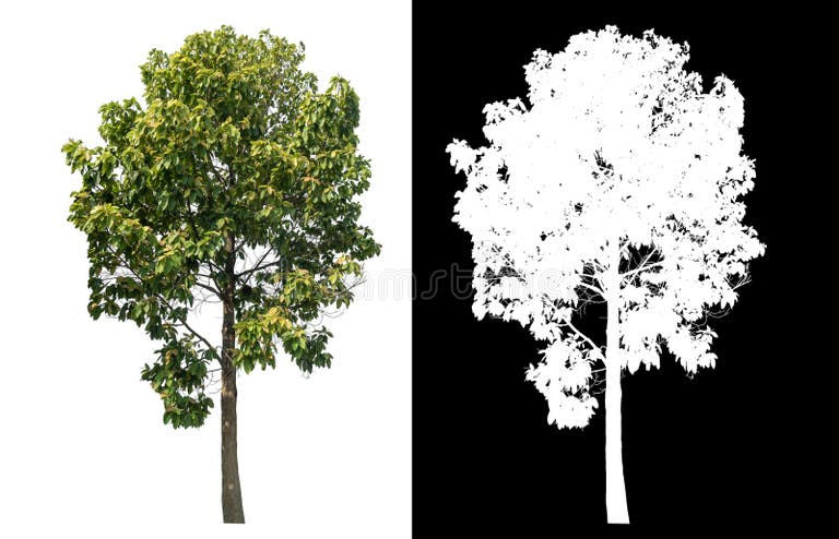 Isolated Green Tree with Clipping Path and Alpha Channel on Black ...