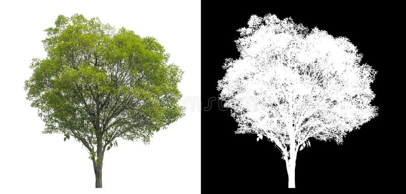 Isolated Green Tree with Clipping Path and Alpha Channel on Black Background . Stock Image ...