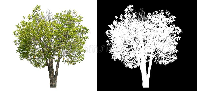 Isolated Green Tree with Clipping Path and Alpha Channel on Black ...