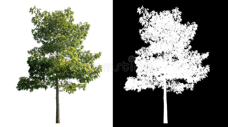 Isolated Green Tree with Clipping Path and Alpha Channel on Black ...