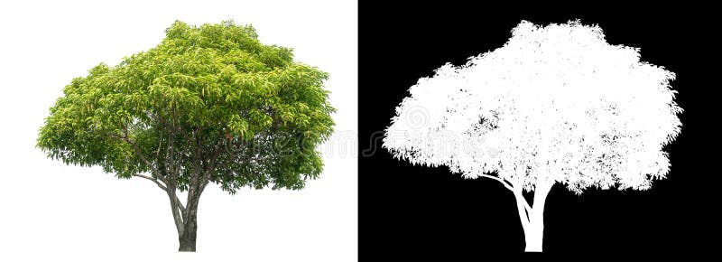 Isolated Green Tree with Clipping Path and Alpha Channel on Black ...