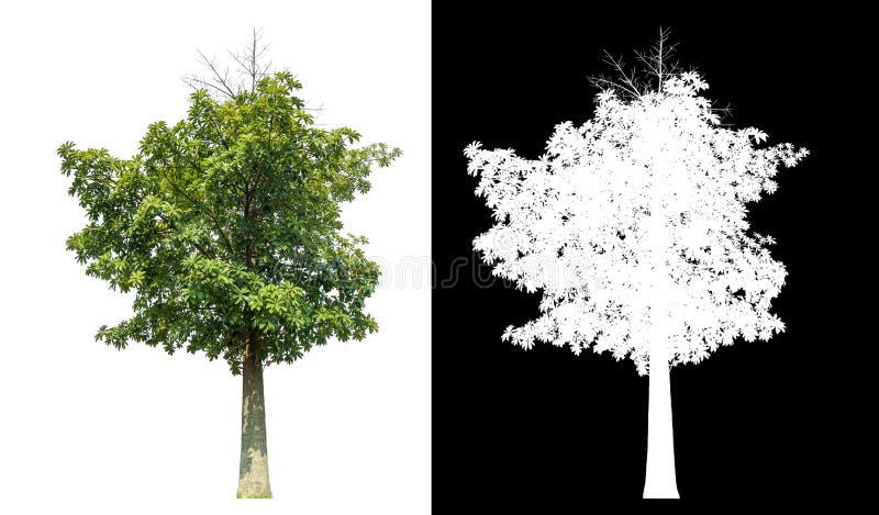 Isolated Green Tree with Clipping Path and Alpha Channel on Black ...