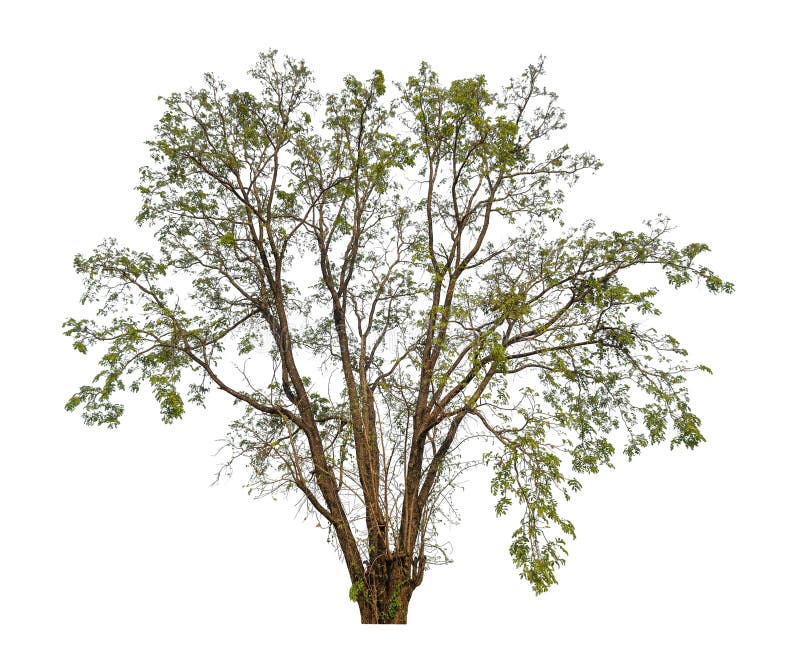 Isolated Green Tree with Clipping Path and Alpha Channel . Stock Image ...
