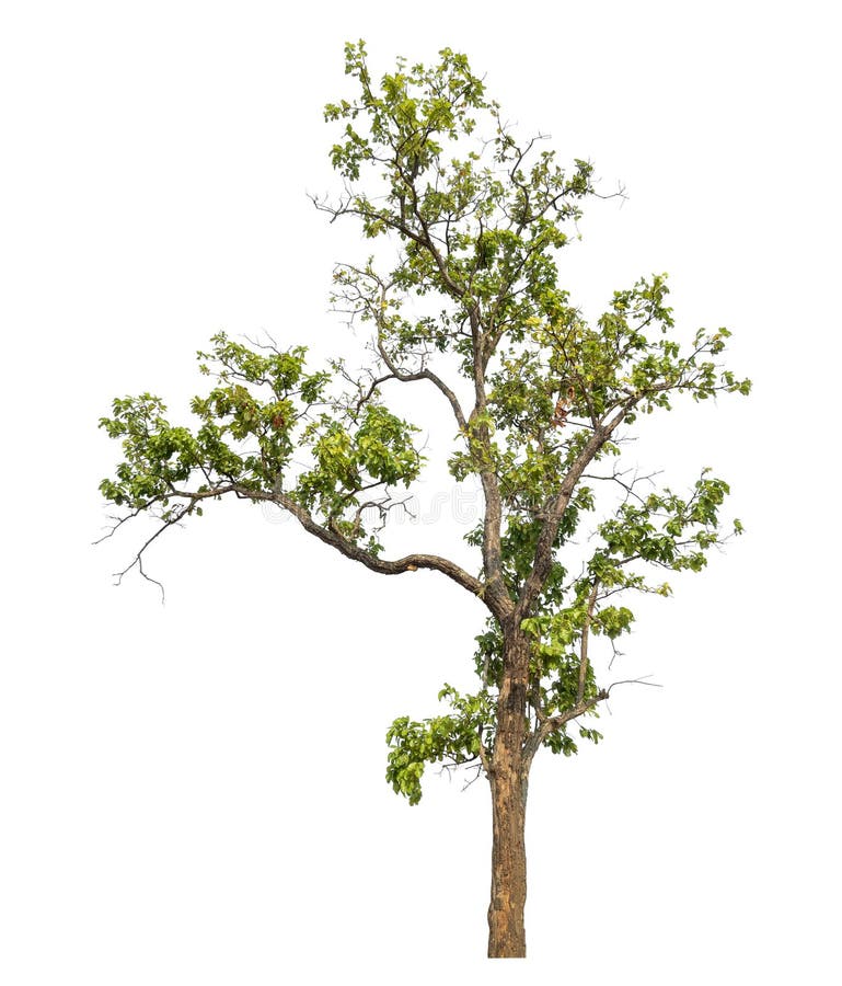 Isolated Green Tree with Clipping Path and Alpha Channel . Stock Image ...