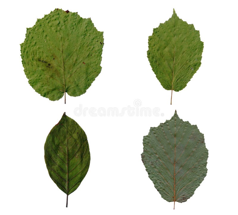Isolated Green Tree Leaves Set Stock Image - Image of autumn, detail ...