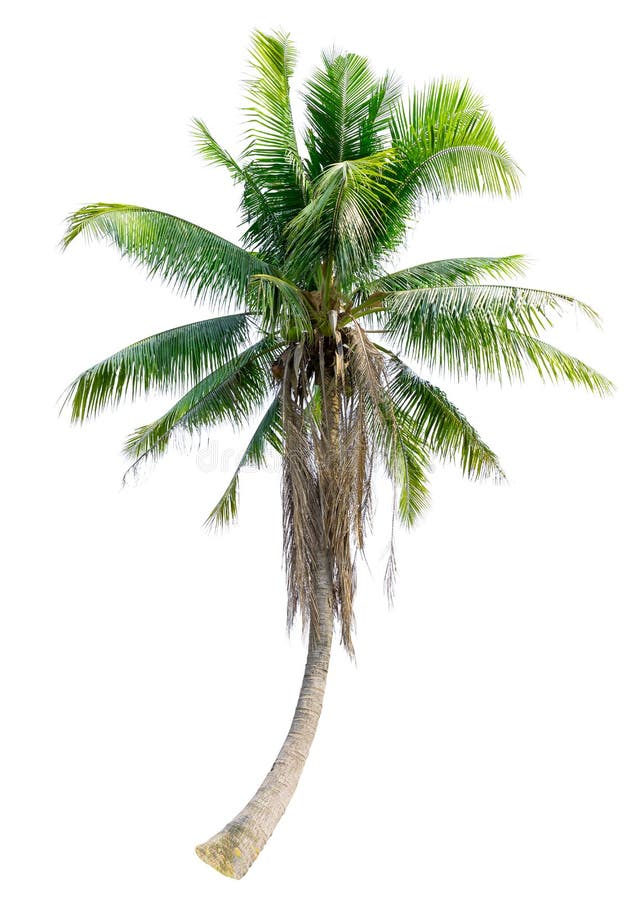 Isolated Green Tree on Pure White Background . Stock Photo - Image of ...