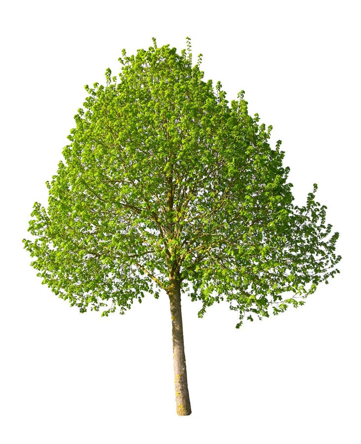 Isolated Green Tree on Pure White Background . Stock Photo - Image of ...