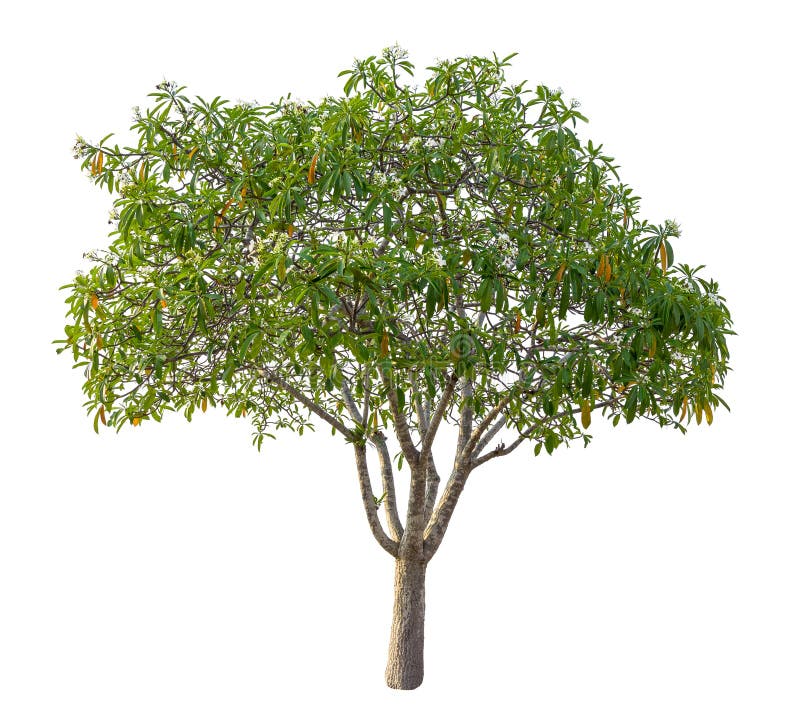 Isolated Green Tree on Pure White Background . Stock Photo - Image of ...