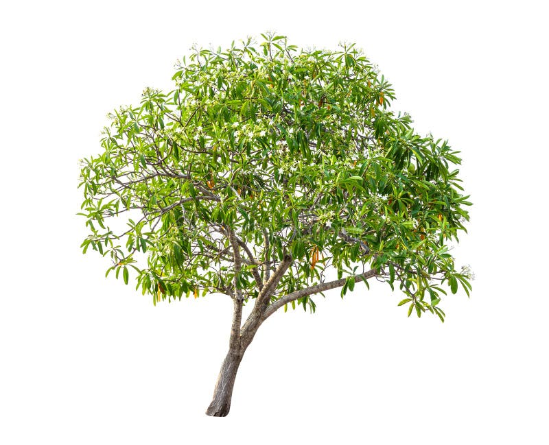 Isolated Green Tree on Pure White Background . Stock Image - Image of ...