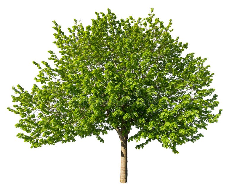 Isolated Green Tree on Pure White Background . Stock Image - Image of ...