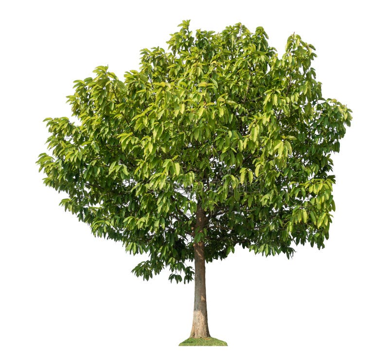 Isolated Green Tree on White Background . Stock Image - Image of ...