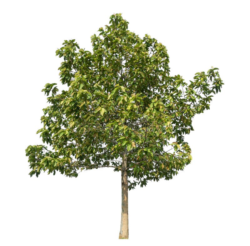 Isolated Green Tree on White Background . Stock Image - Image of ...
