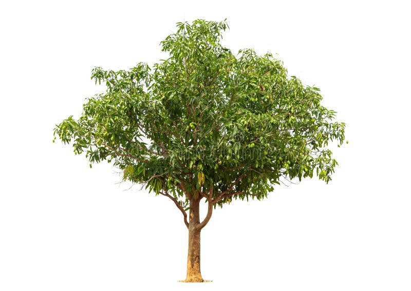 Isolated Green Tree on White Background, Trees Isolated on White ...