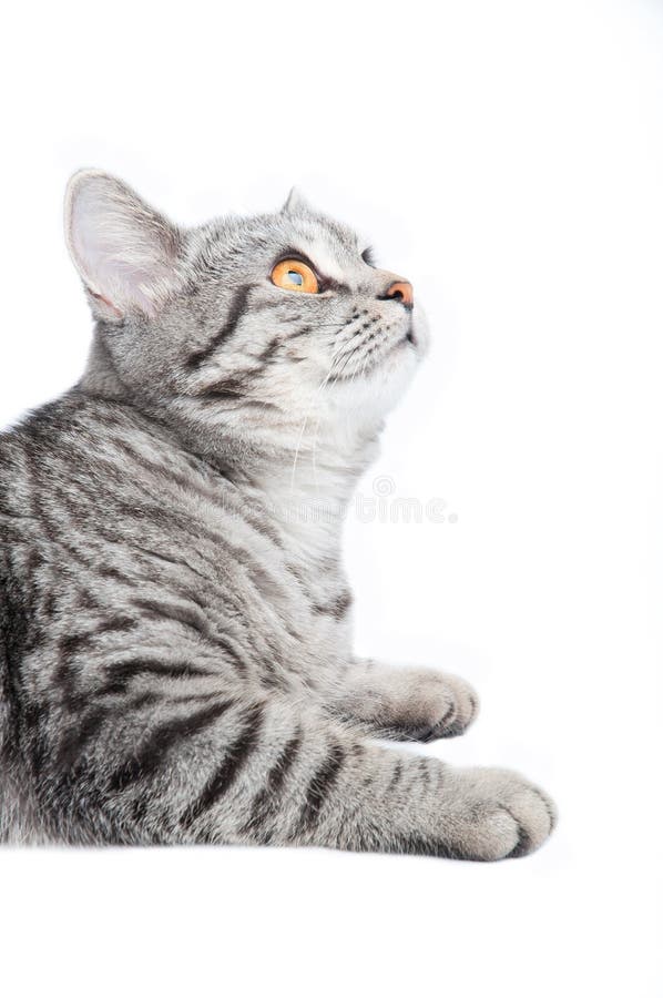 Isolated grey cat stock photo. Image of grey, tabby, vertical - 17956648