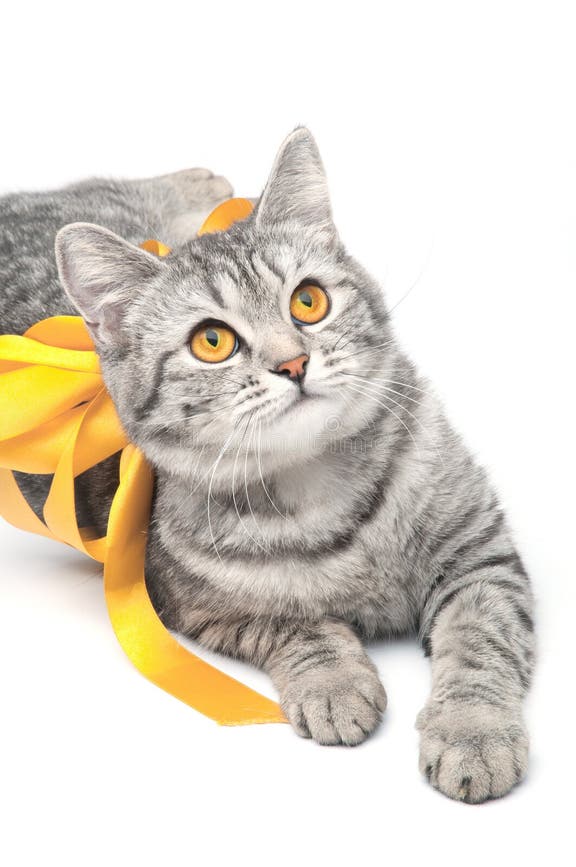 Isolated grey cat stock photo. Image of stare, vertical - 19018048