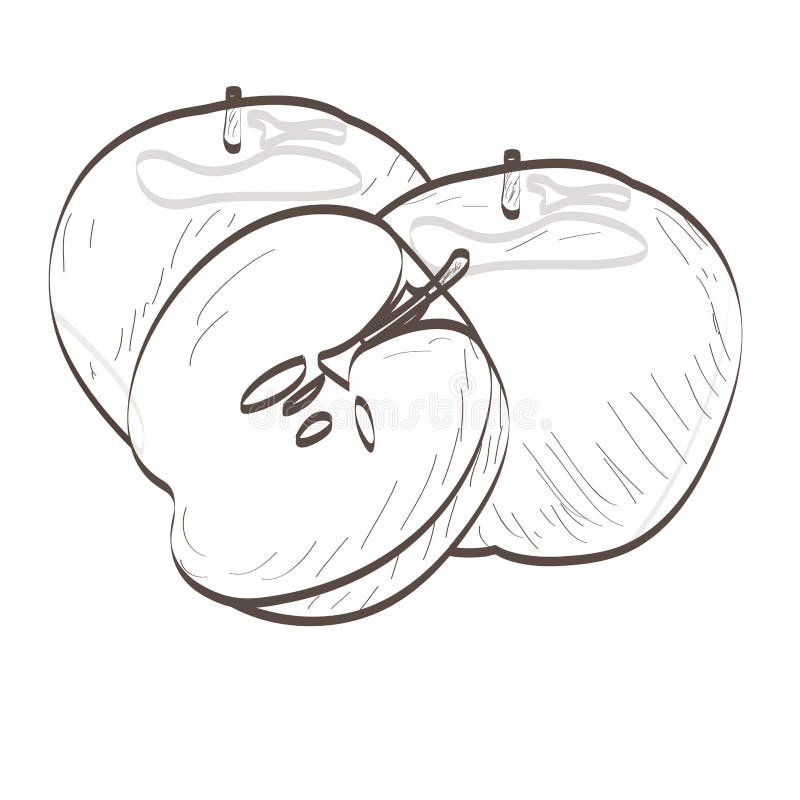 Isolated Group of Apples Outline Stock Vector - Illustration of health ...