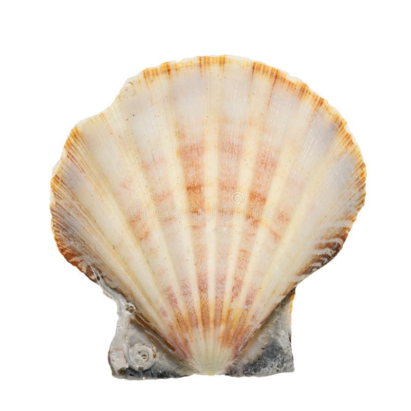 Isolated half seashell stock photo. Image of details - 220026420
