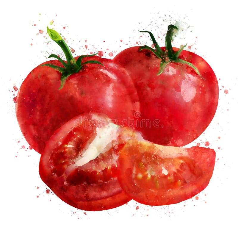Tomato on White Background. Watercolor Illustration Stock Illustration ...