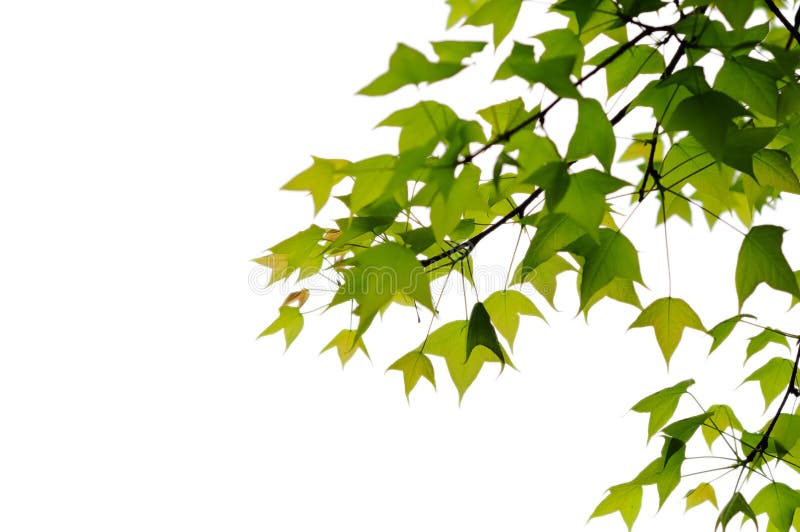 Paulwongkwan (Paulwongkwan) - Illustrations