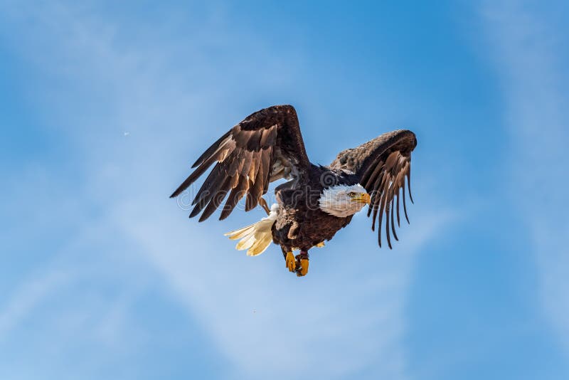 Isolated Hawking Bald Eagle Over Blue Sky Stock Photo - Image of ...