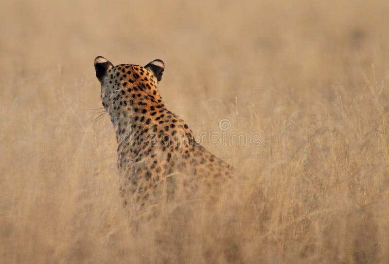 Isolated head of a leopard stock image. Image of spots - 36853073