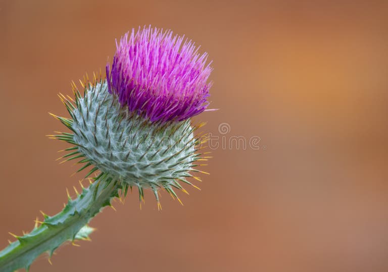 Isolate Purple Thistle stock image. Image of prickle - 193164305