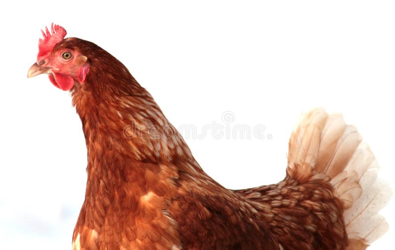Hen isolated on white. stock image. Image of meat, standing - 22838931