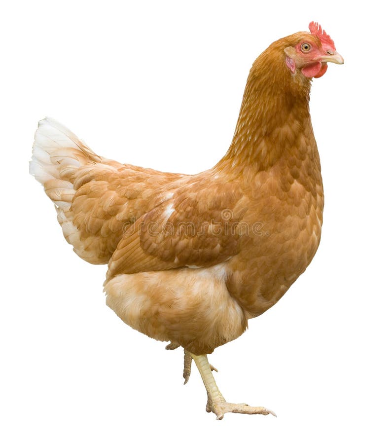 Isolated Hen stock photo. Image of isolated, agriculture - 21744168