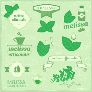 Melissa Officinalis Vector Stock Illustrations – 117 Melissa Officinalis Vector Stock ...