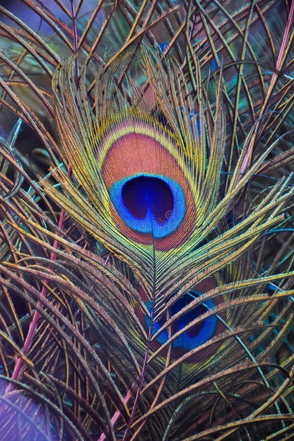 Huge Teak Tree Wood in Close Up with Branches and Leaves Stock Image ...