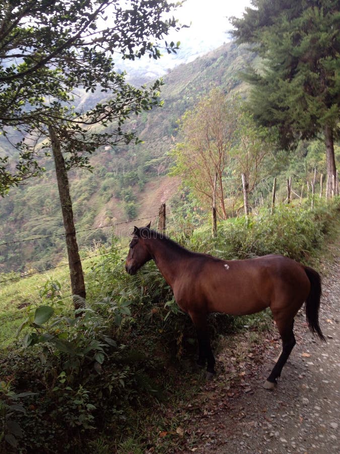 Isolated Horse stock photo. Image of landscape, paradise - 83624220