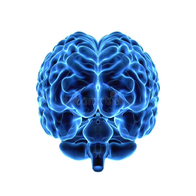 Isolated Human Brain Hologram on White Background Stock Illustration ...