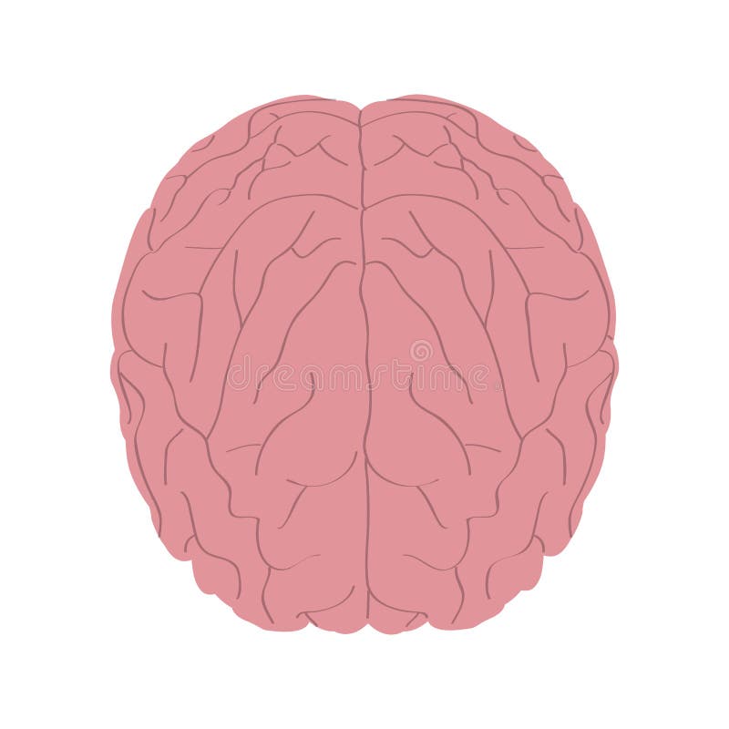 Human cut brain stock vector. Illustration of intelligence - 139976960